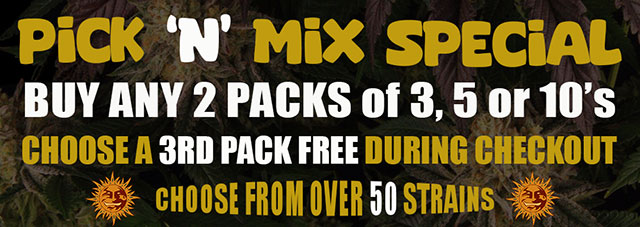 Critical Kush Strain | BARNEYS FARM UK