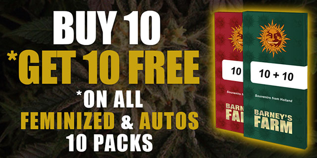 Sour Diesel Auto Weed Strain | BARNEYS FARM