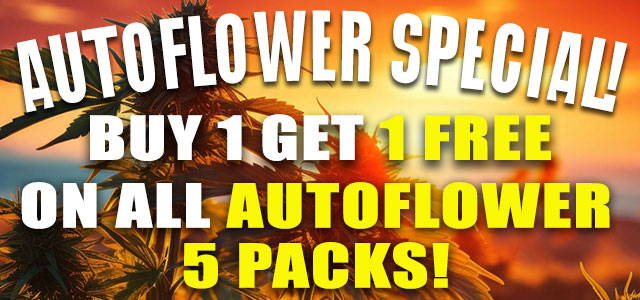 Laughing Buddha Weed Strain | BARNEYS FARM