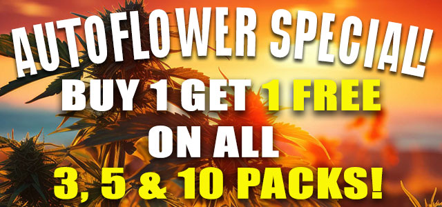 Sour Diesel Auto Strain - Autoflower | BARNEYS FARM UK