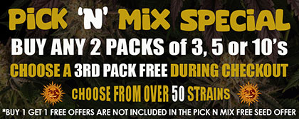 Blue Cheese Weed Strain | BARNEYS FARM