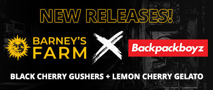 Cannabis Samen Kaufen Von Barneys Farm