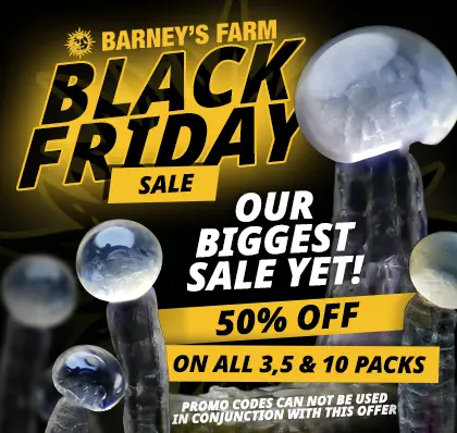 Laughing Buddha Weed Strain | BARNEYS FARM