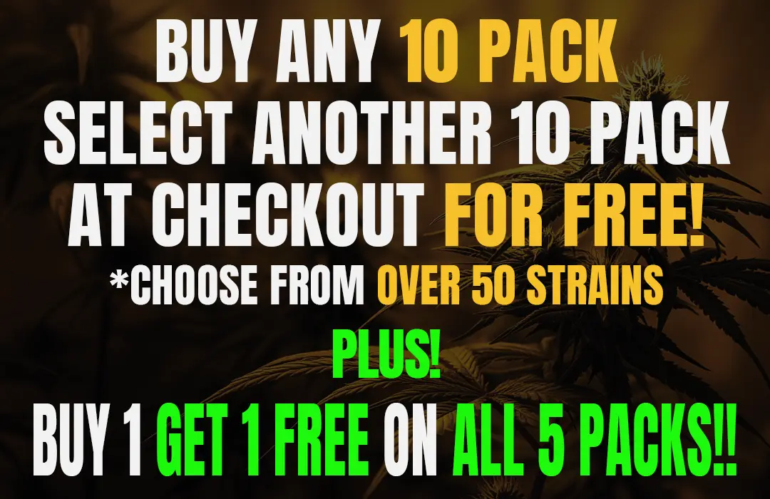 White Runtz Strain | BARNEYS FARM UK