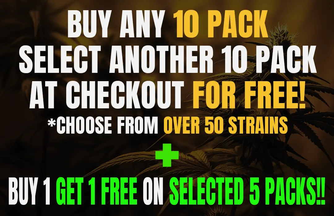 Blue Sunset Sherbert Weed Strain | BARNEYS FARM