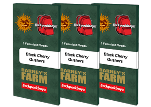 BLACK CHERRY GUSHERS | BARNEYS FARM Cannabisfrön