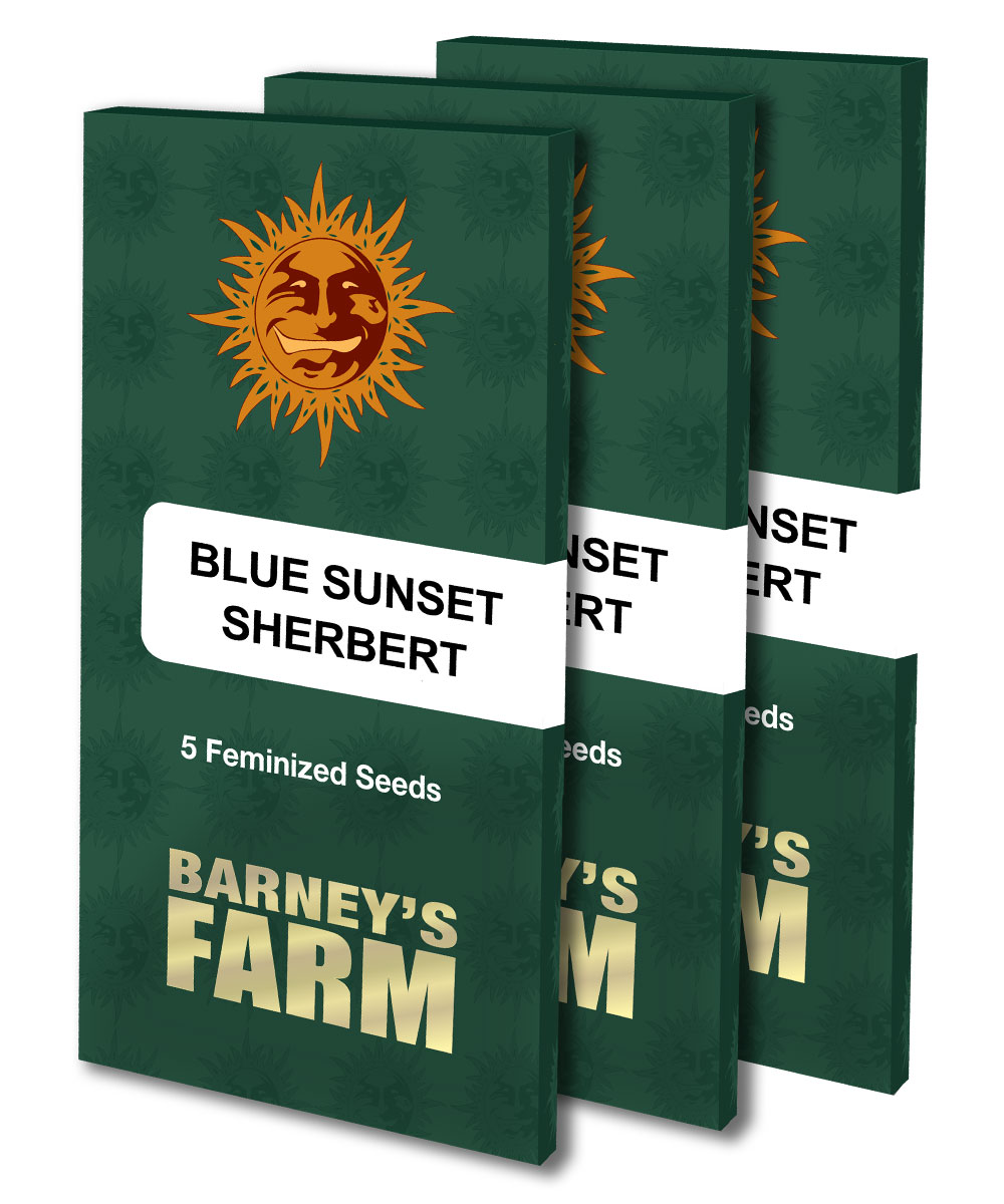 ! BLUE SUNSET SHERBERT™ Cannabis Seeds | BARNEYS FARM®