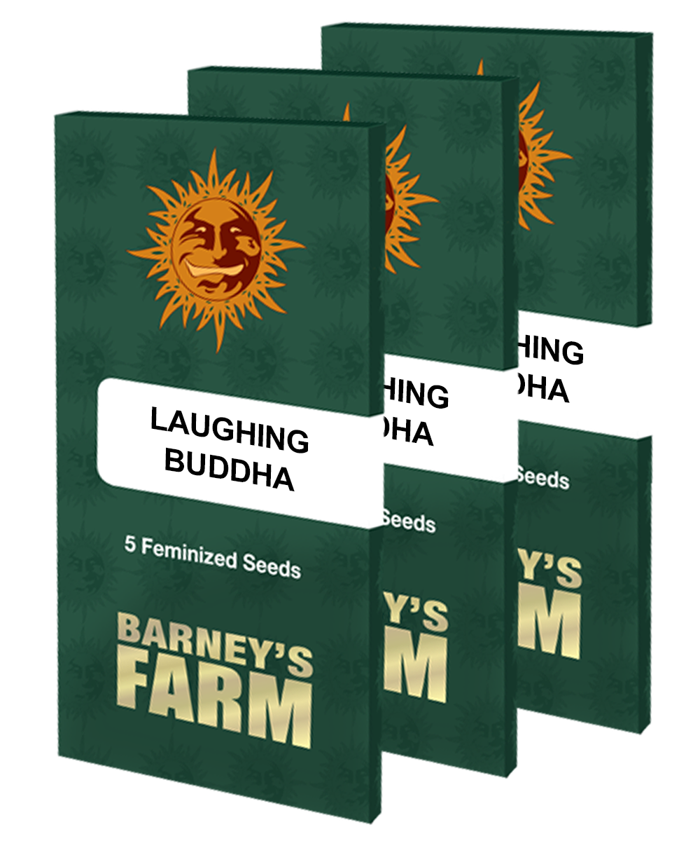! LAUGHING BUDDHA™ Cannabis Seeds | BARNEYS FARM®