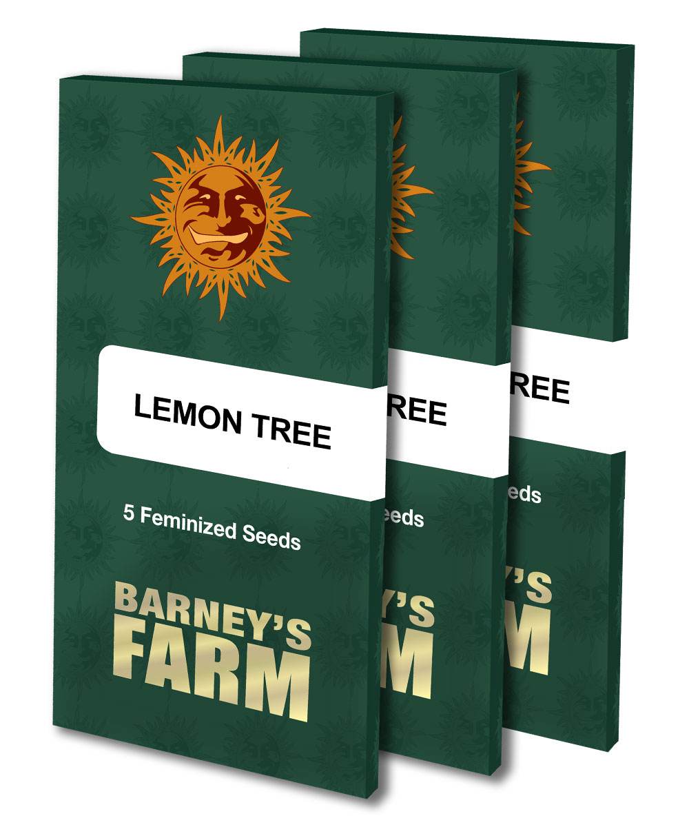 ! LEMON TREE™ Cannabis Seeds | BARNEYS FARM®