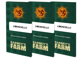 LIMONCELLO | BARNEYS FARM Kannabiszmagok