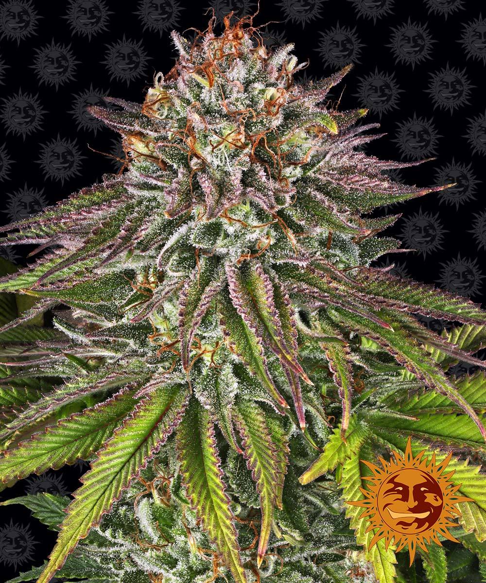 Critical Kush Weed Strain | BARNEYS FARM