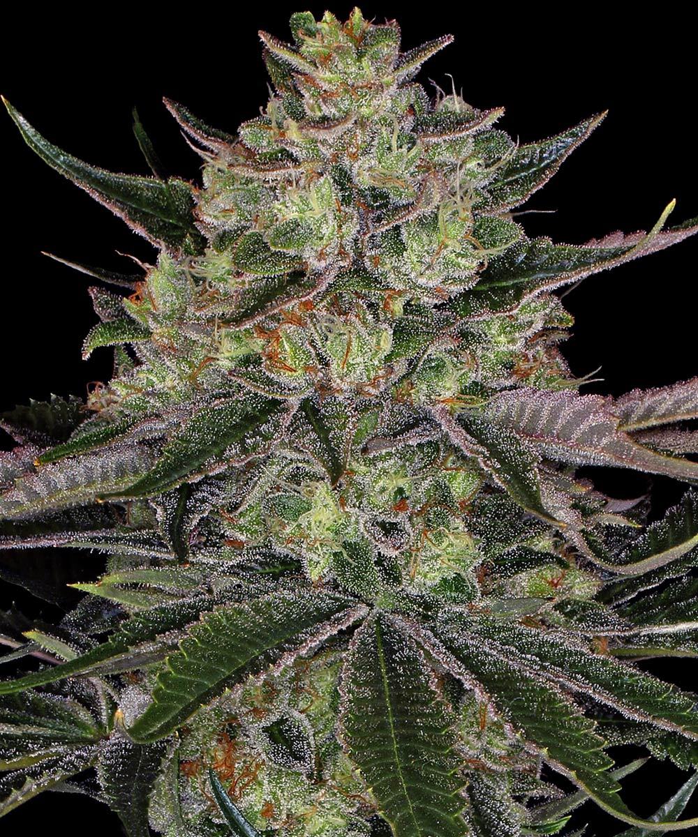 Gorilla Zkittlez Weed Strain | BARNEYS FARM