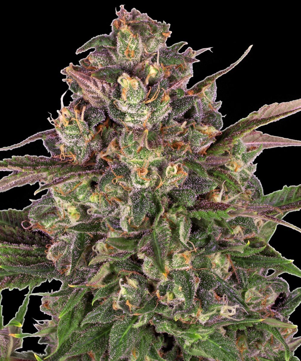 Peyote Critical Weed Strain | BARNEYS FARM