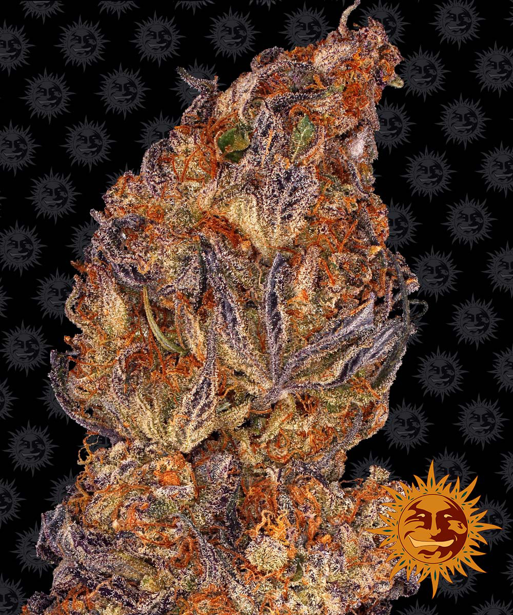 ! RUNTZ AUTO™ Autoflowering Cannabis Seeds | BARNEYS FARM® ! RUNTZ AUTO™ Autoflowering Cannabis Seeds | BARNEYS FARM®