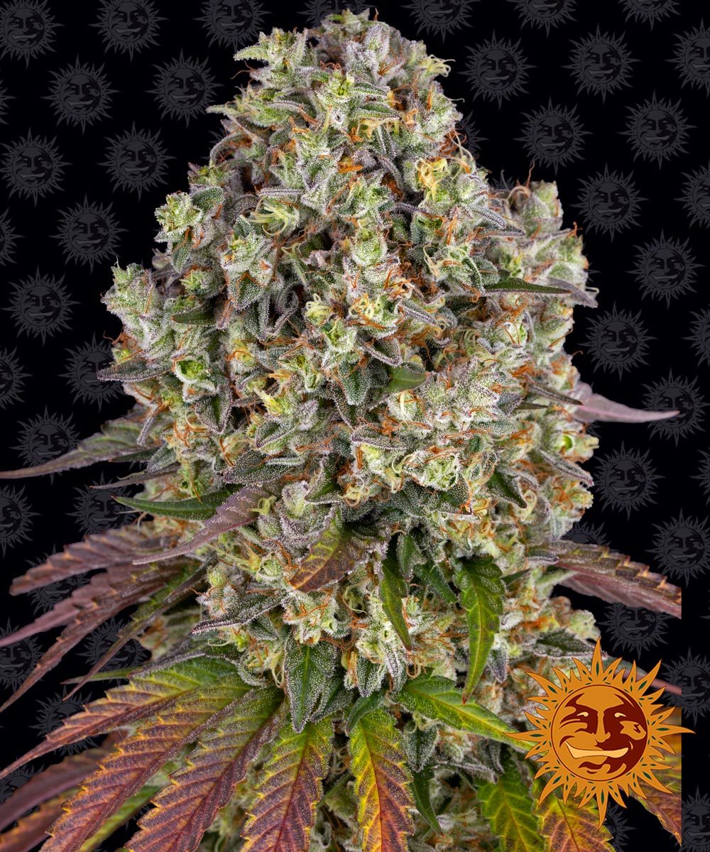 Sour Diesel Weed Strain | BARNEYS FARM