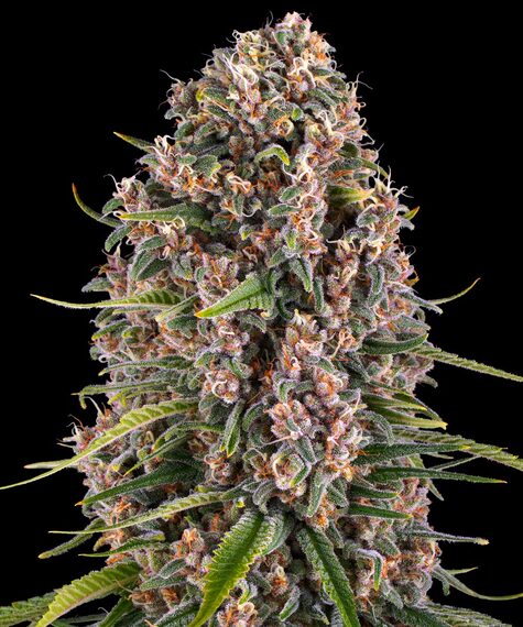 BLUE CHEESE | BARNEYS FARM Sementes de Cannabis