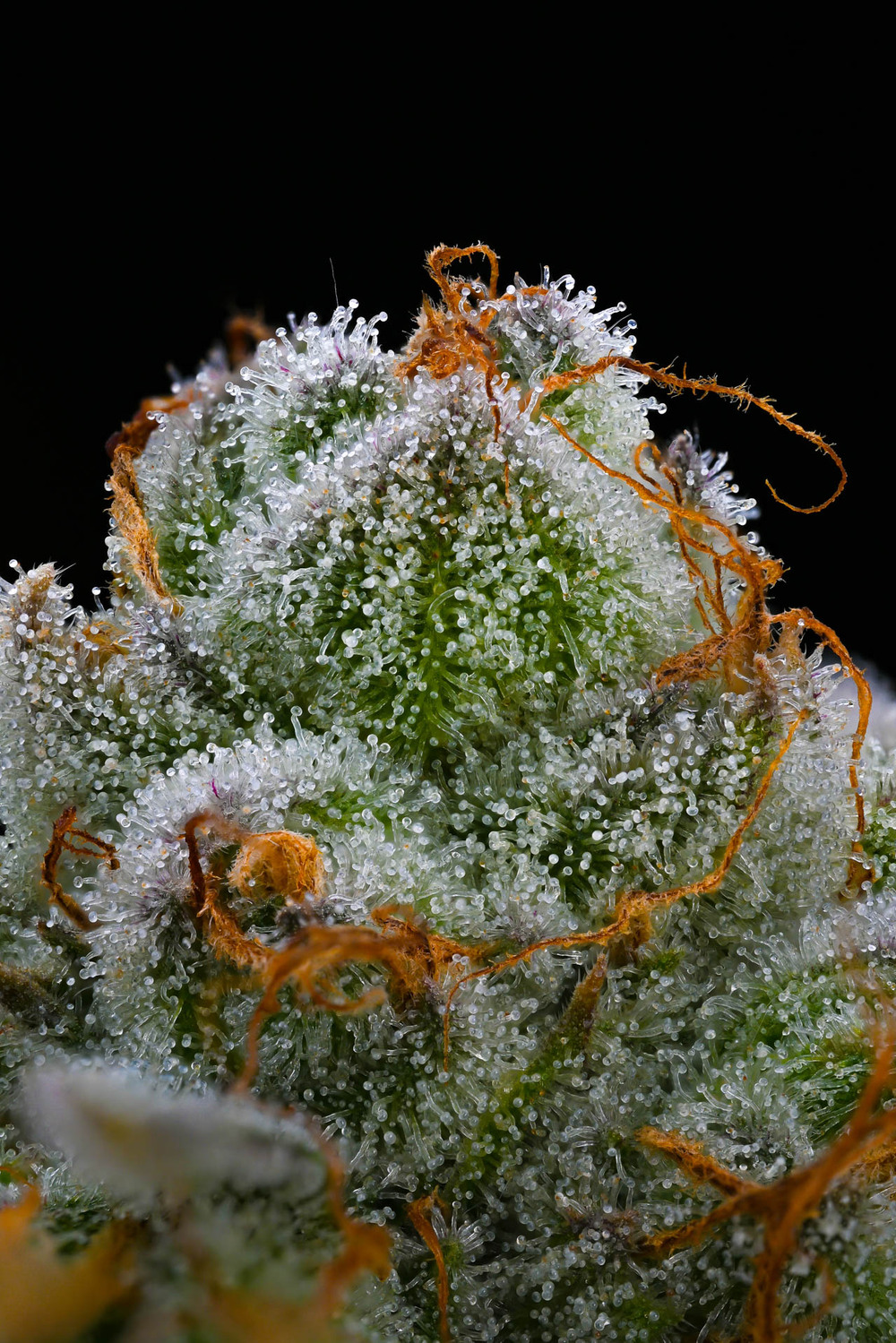 Blue Dream Weed Strain Seeds Barneys Farm