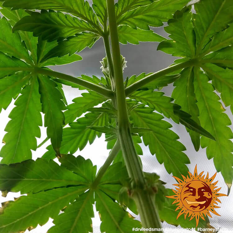 ! BLUE GELATO 41™ | BARNEYS FARM® Semillas de Marihuana