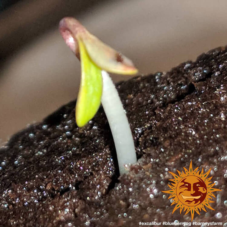 ! BLUEBERRY OG™ Cannabis Seeds | BARNEYS FARM®