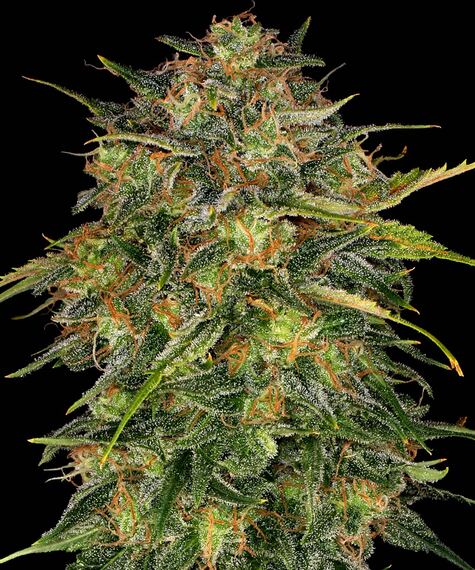 Cheese Strain | BARNEYS FARM UK