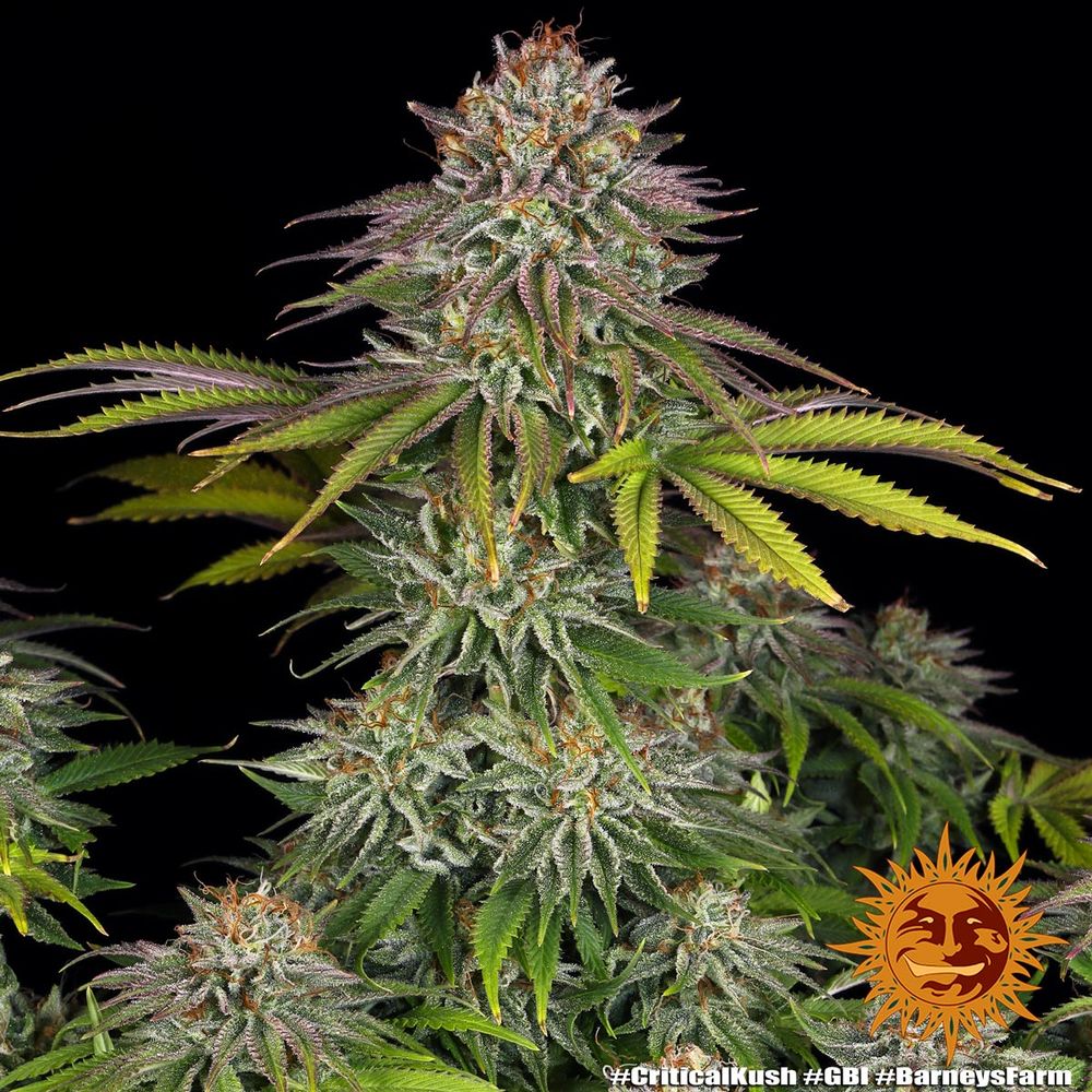 Critical Kush Weed Strain | BARNEYS FARM