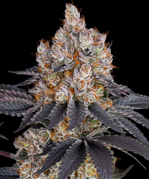 Gelato Weed Strain | Barneys Farm Samen