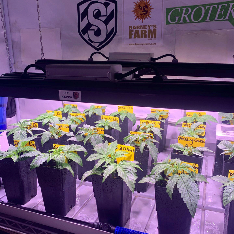 GORILLA GLUE AUTO BARNEYS FARM Sjeme Kanabisa gorilla-glue-auto-barneys-farm-sjeme-kanabisa