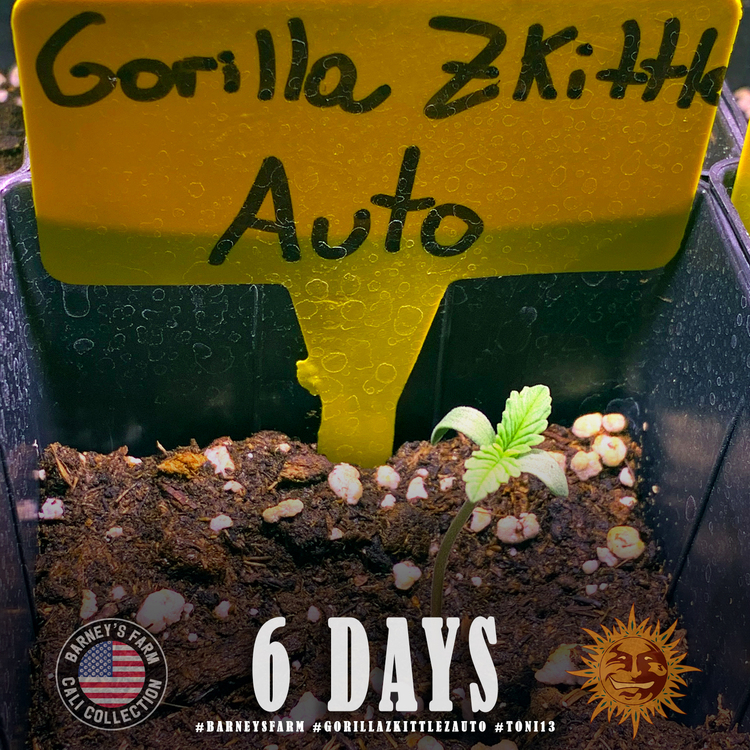 ! GORILLA ZKITTLEZ AUTO™ | BARNEYS FARM® Cannabis Frø