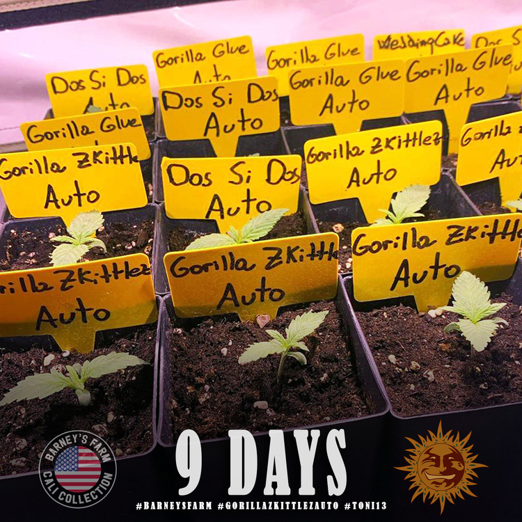 ! GORILLA ZKITTLEZ AUTO™ | BARNEYS FARM® Semi di Cannabis