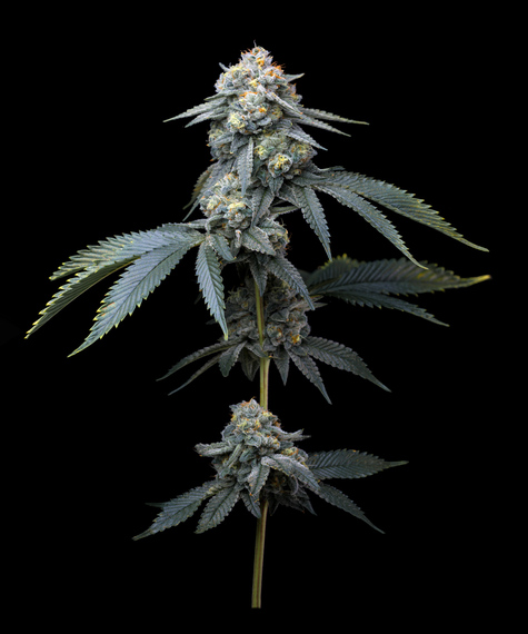 Jealousy Weed Strain seeds | BARNEYS FARM