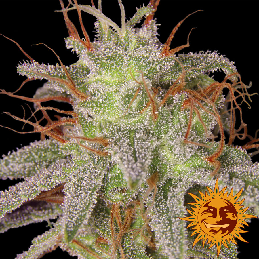 ! Amnesia Lemon Cannabis Seeds | Official Barneys Farm Site