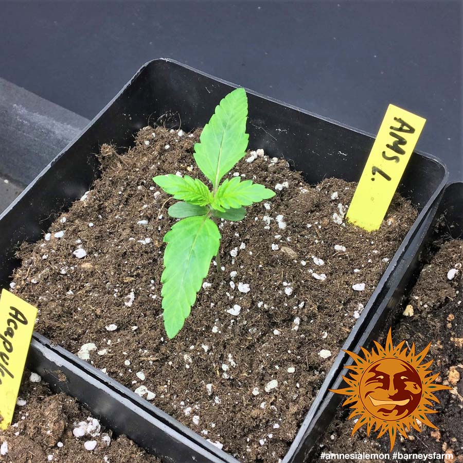 ! AMNESIA LEMON™ Cannabis Seeds | BARNEYS FARM®