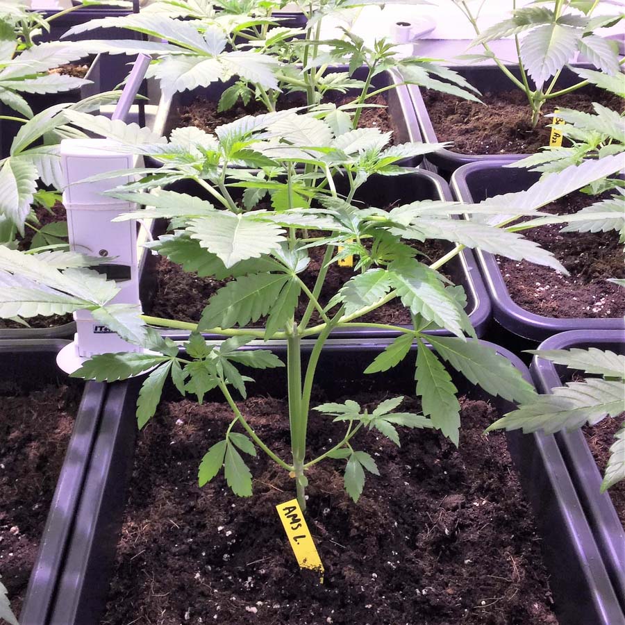 ! Amnesia Lemon Semillas de Cannabis | Web Oficial de Barneys Farm CL