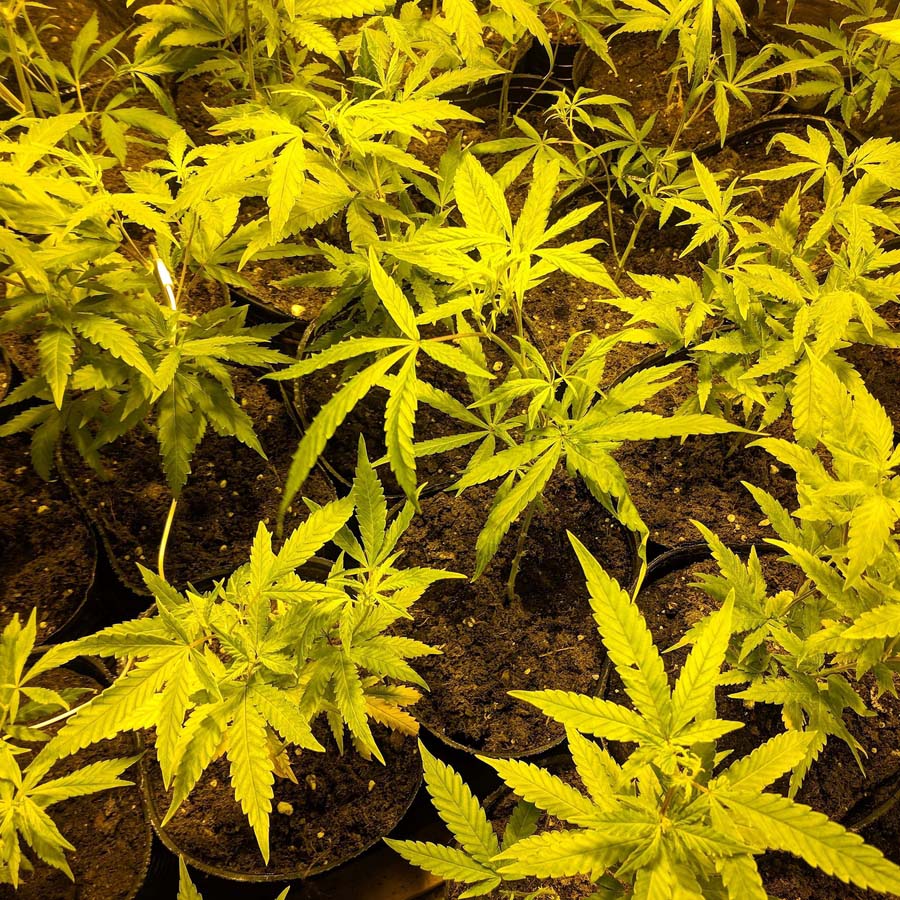 ! Amnesia Lemon Semillas de Cannabis | Web Oficial de Barneys Farm CL