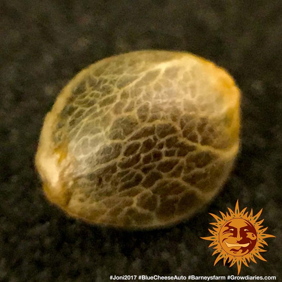 ! BLUE CHEESE AUTO™ Autoflowering Cannabis Seeds | BARNEYS FARM®