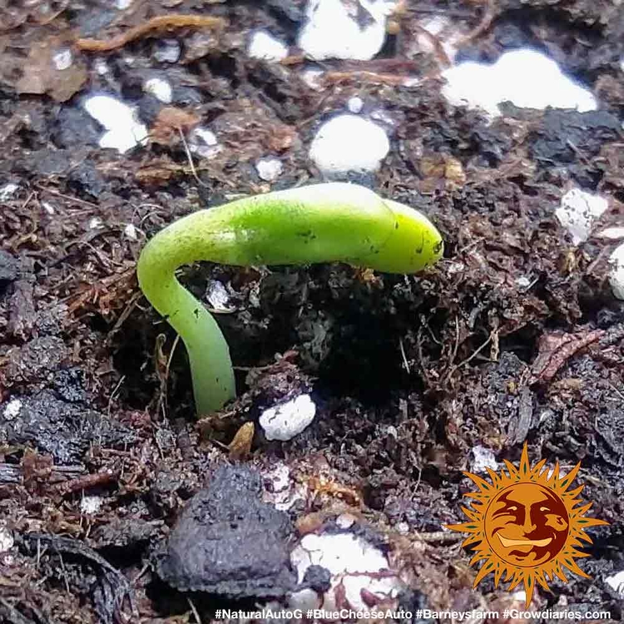 ! BLUE CHEESE AUTO™ Autoflowering Cannabis Seeds | BARNEYS FARM®