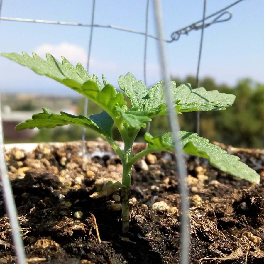 ! BLUE GELATO 41™ Cannabis Seeds