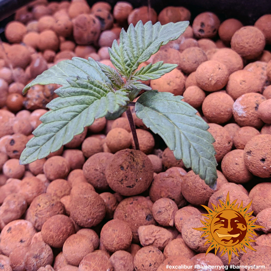 ! BLUEBERRY OG™ Cannabis Seeds | BARNEYS FARM®