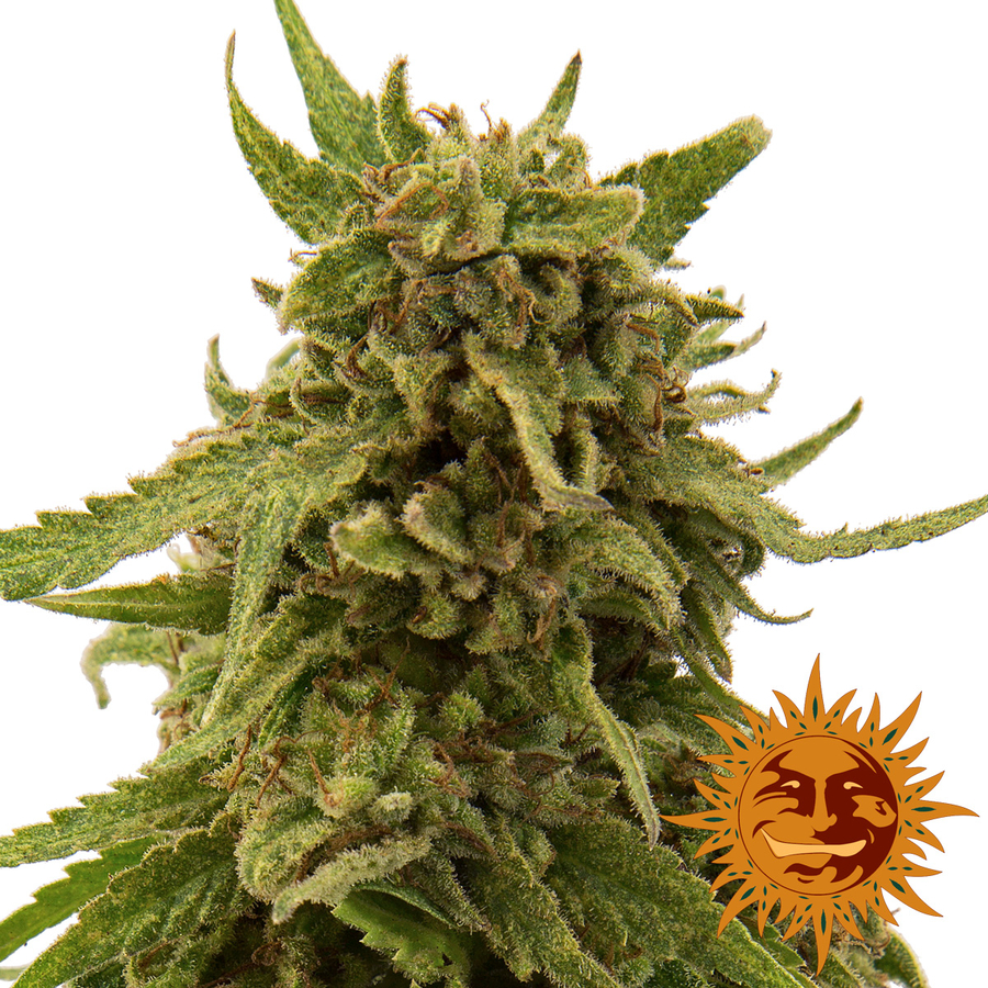 ! CBD Critical Cure Cannabis Seeds | Barneys Farm Website