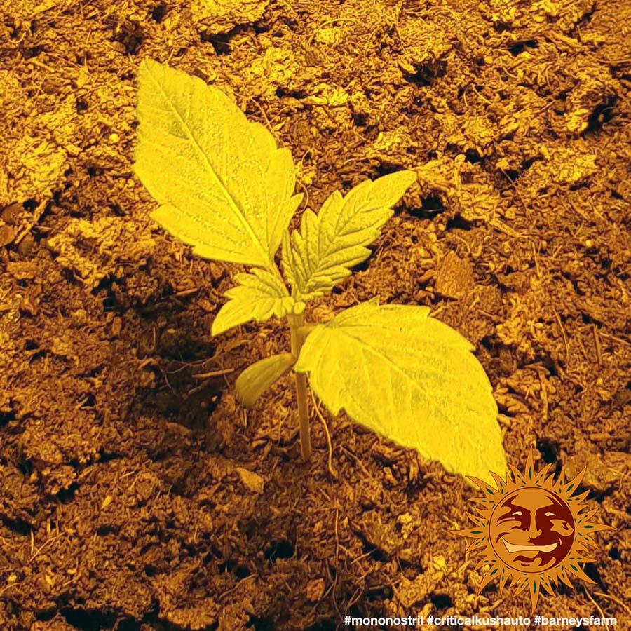 ! CRITICAL KUSH AUTO™ Autoflowering Cannabis Seeds | BARNEYS FARM®