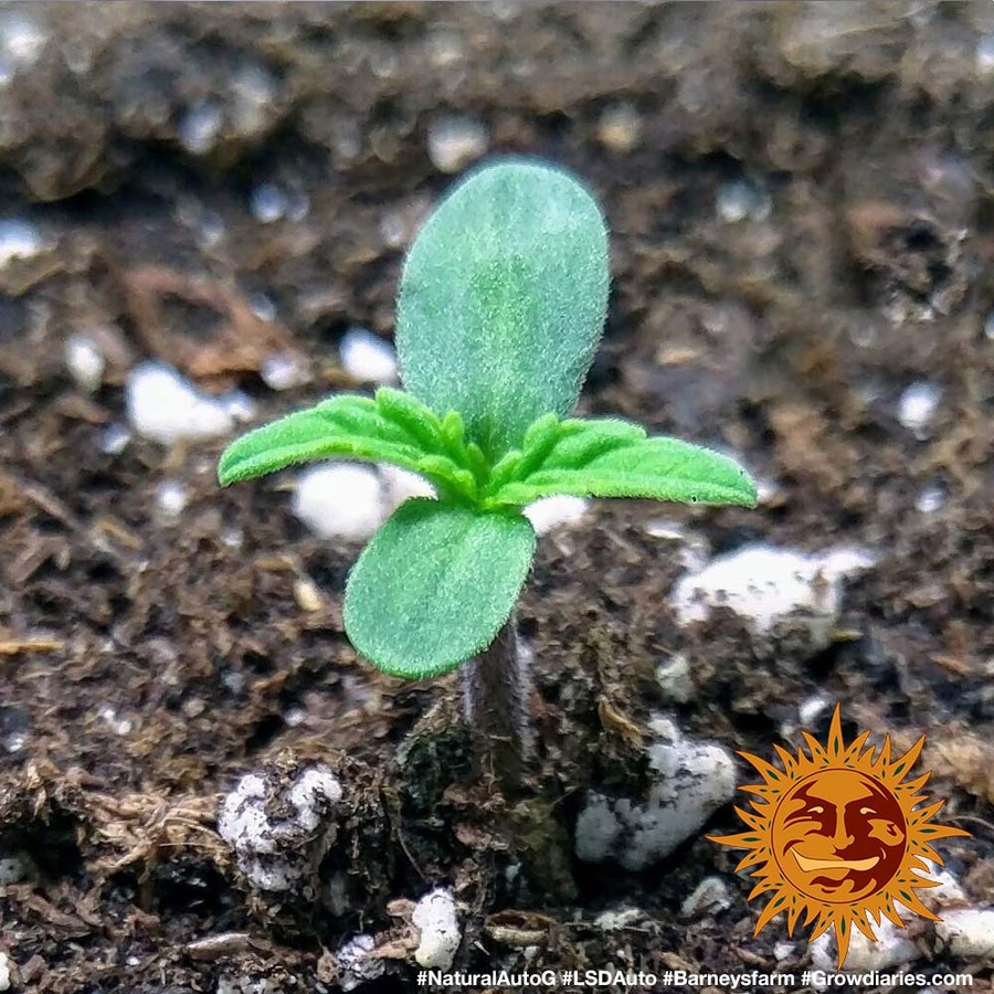 ! LSD AUTO™ BARNEYS FARM® Cannabis Seeds
