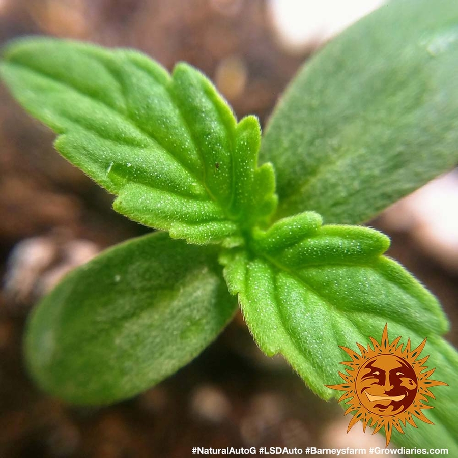 ! LSD AUTO™ BARNEYS FARM® Cannabis Seeds