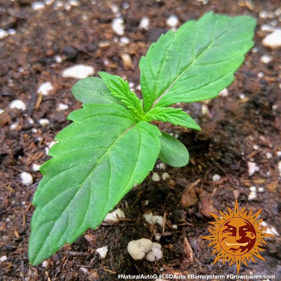 ! LSD AUTO™ BARNEYS FARM® Cannabis Seeds