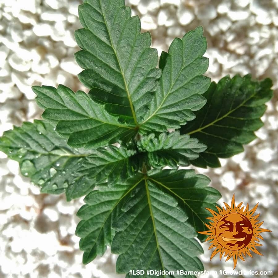 ! LSD™ Cannabis Seeds | BARNEYS FARM®
