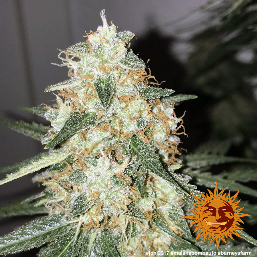 ! MALANA BOMB AUTO™ Autoflowering Cannabis Seeds | BARNEYS FARM®