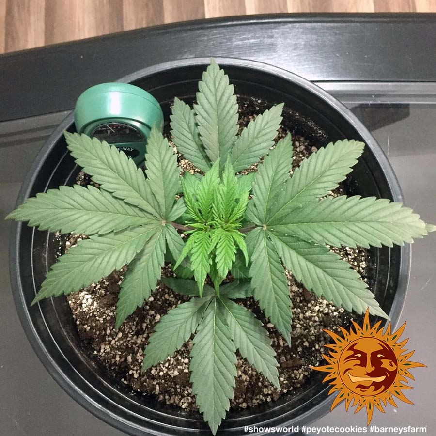 ! PEYOTE COOKIES™ Graines de Cannabis | BARNEYS FARM®