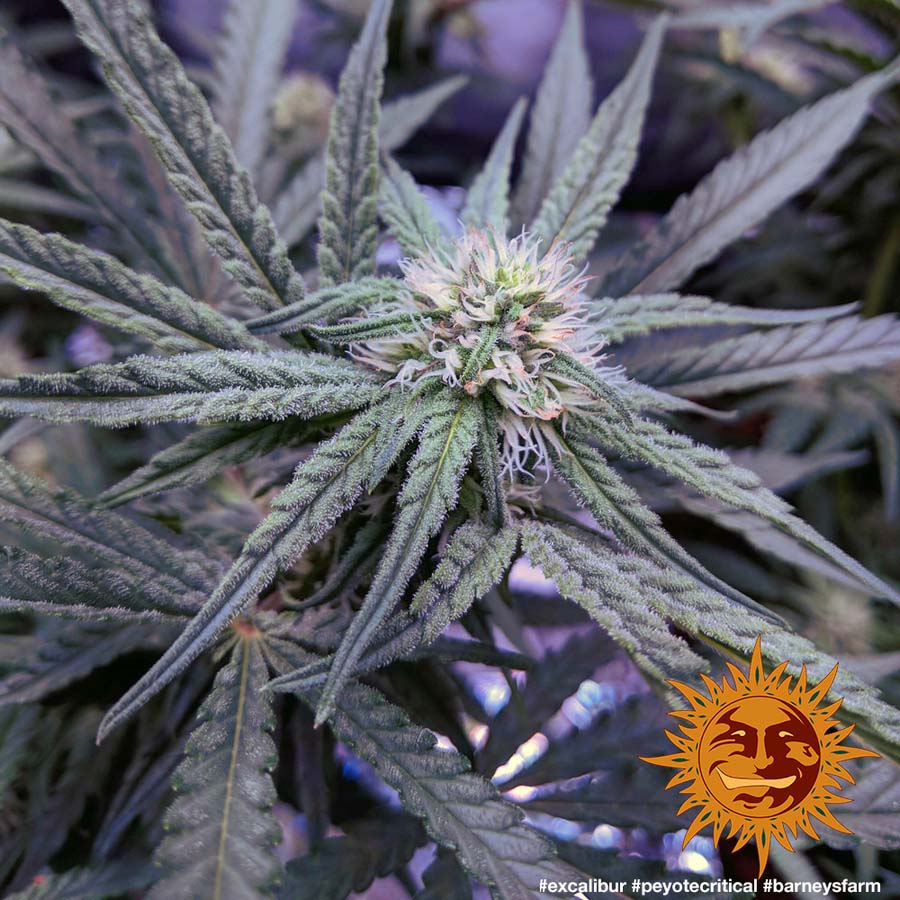 ! PEYOTE CRITICAL™ | BARNEYS FARM® Graines de cannabis