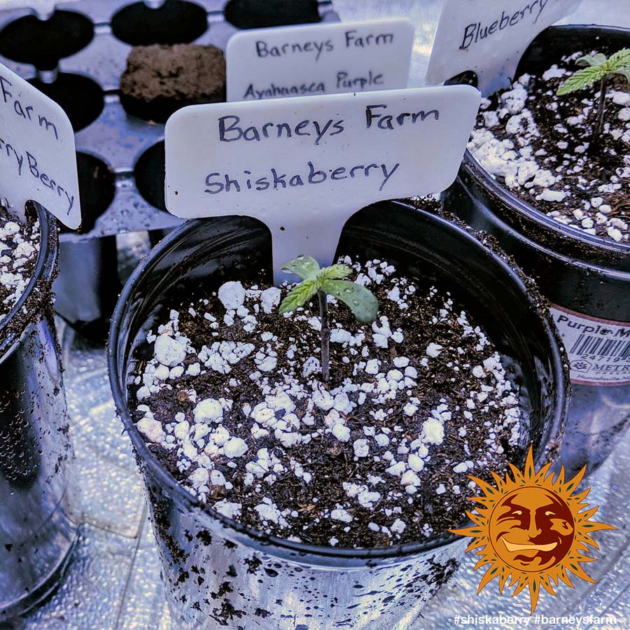 ! SHISKABERRY™ Cannabis Seeds | BARNEYS FARM®