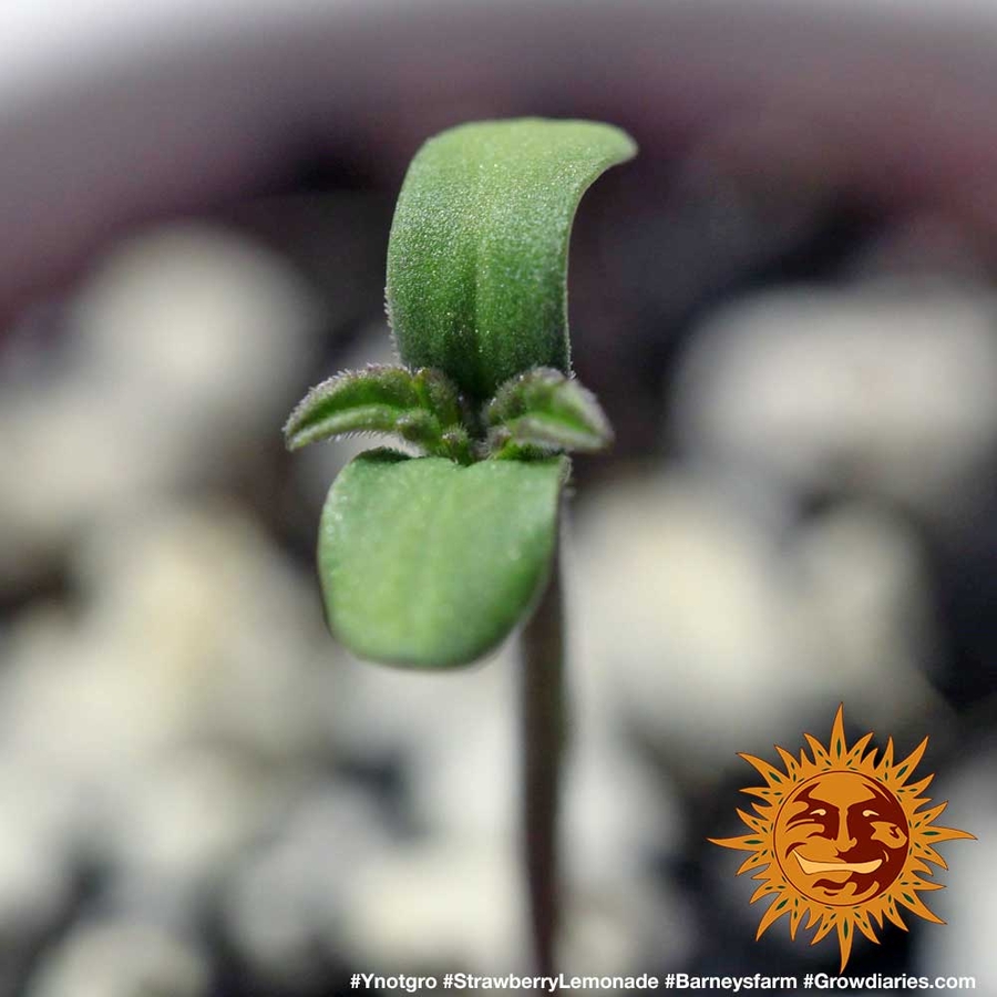 ! STRAWBERRY LEMONADE™ Cannabis Seeds | BARNEYS FARM®