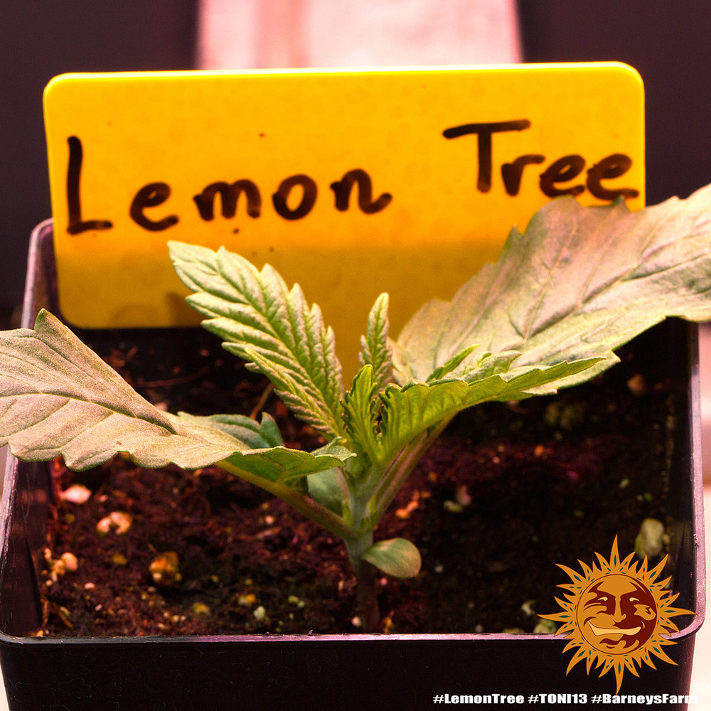 ! LEMON TREE™ | BARNEYS FARM® Kannabiksen siemenet